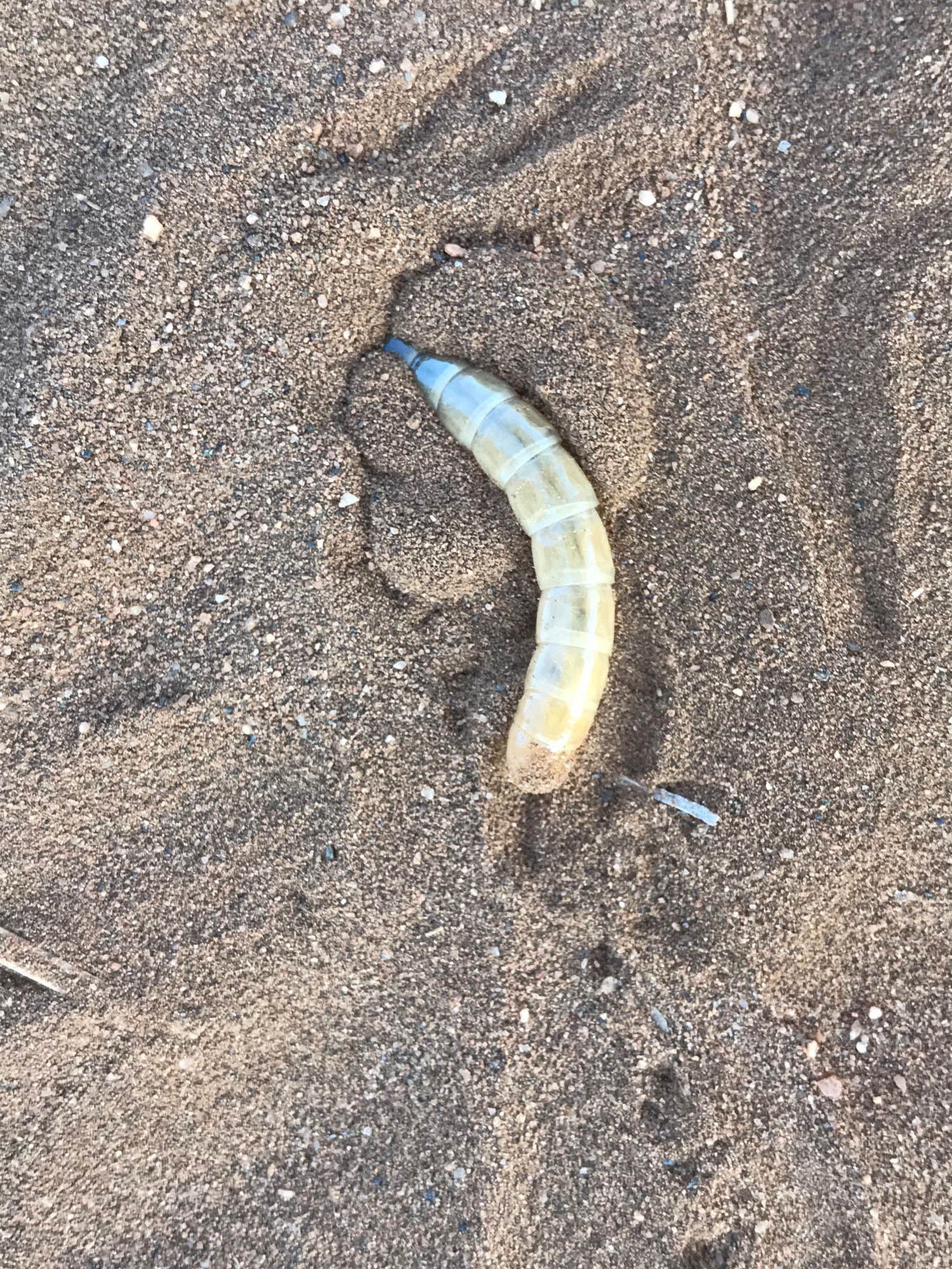 A Larval Beetle's Trail - Tracker Mentoring