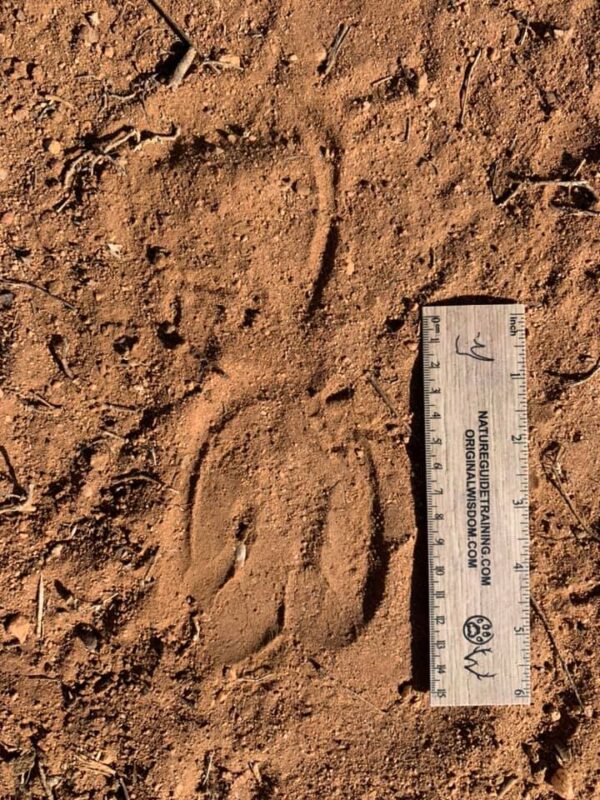 Zebra (zeh-brah, not zee-brah) tracks, South Africa - Tracker Mentoring